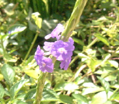 Stachytarpheta jamaicensis / Vervine; Bur-Vine; Porter Weed